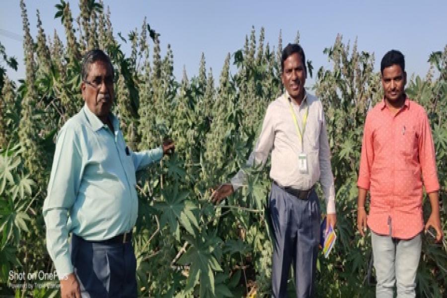 Castor, Safflower and summer Sesame Field Day cum interaction meeting ...