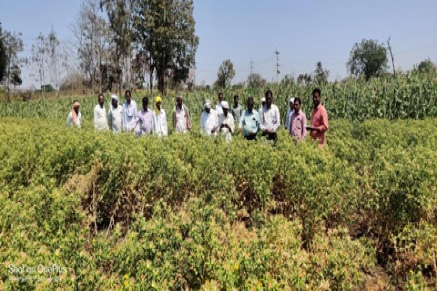 Castor, Safflower and summer Sesame Field Day cum interaction meeting ...