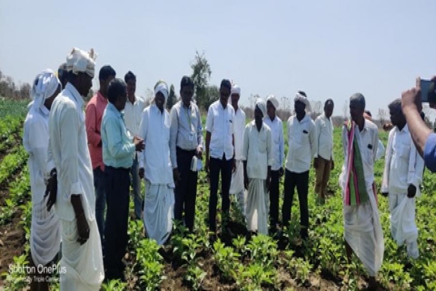 Castor, Safflower and summer Sesame Field Day cum interaction meeting ...