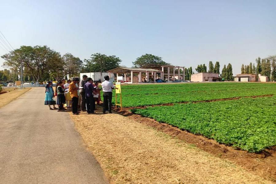 Open field day organized at Narkhoda during 16-18, February, 2023 ...